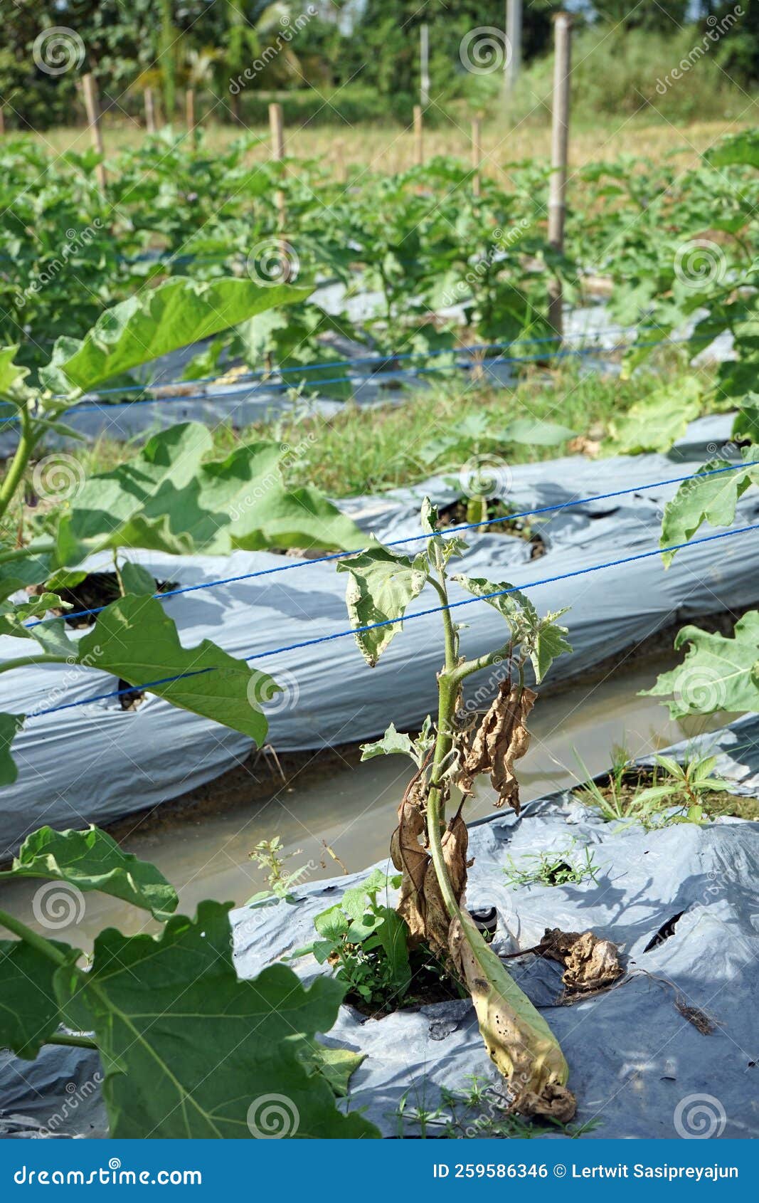 Egg Plant Wilt Disease Symptom Stock Photo - Image of problems ...