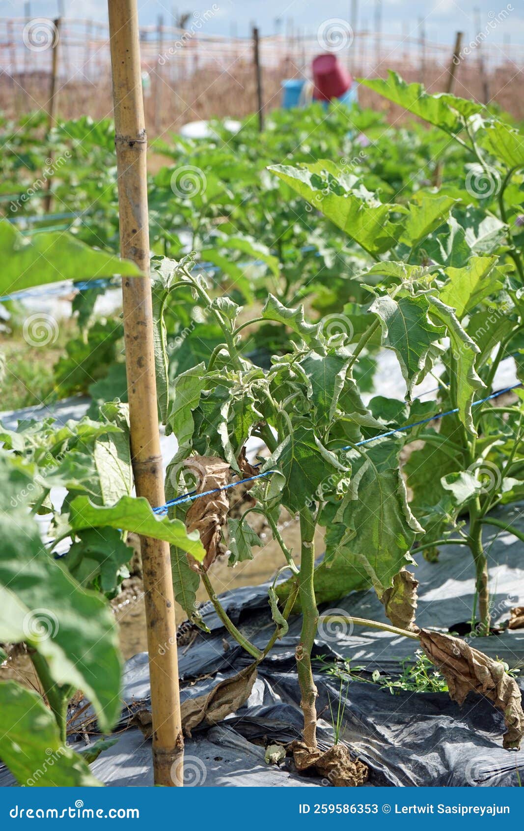 Egg Plant Wilt Disease Symptom Stock Image - Image of vegetable, stems ...