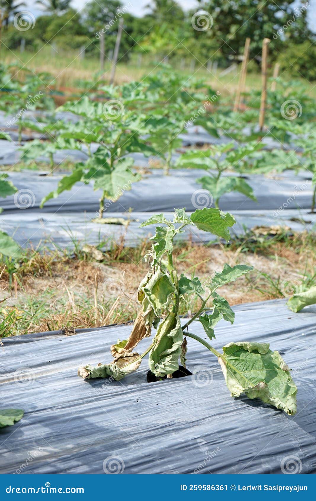 Egg Plant Wilt Disease Symptom Stock Image - Image of stem, tomatoes ...