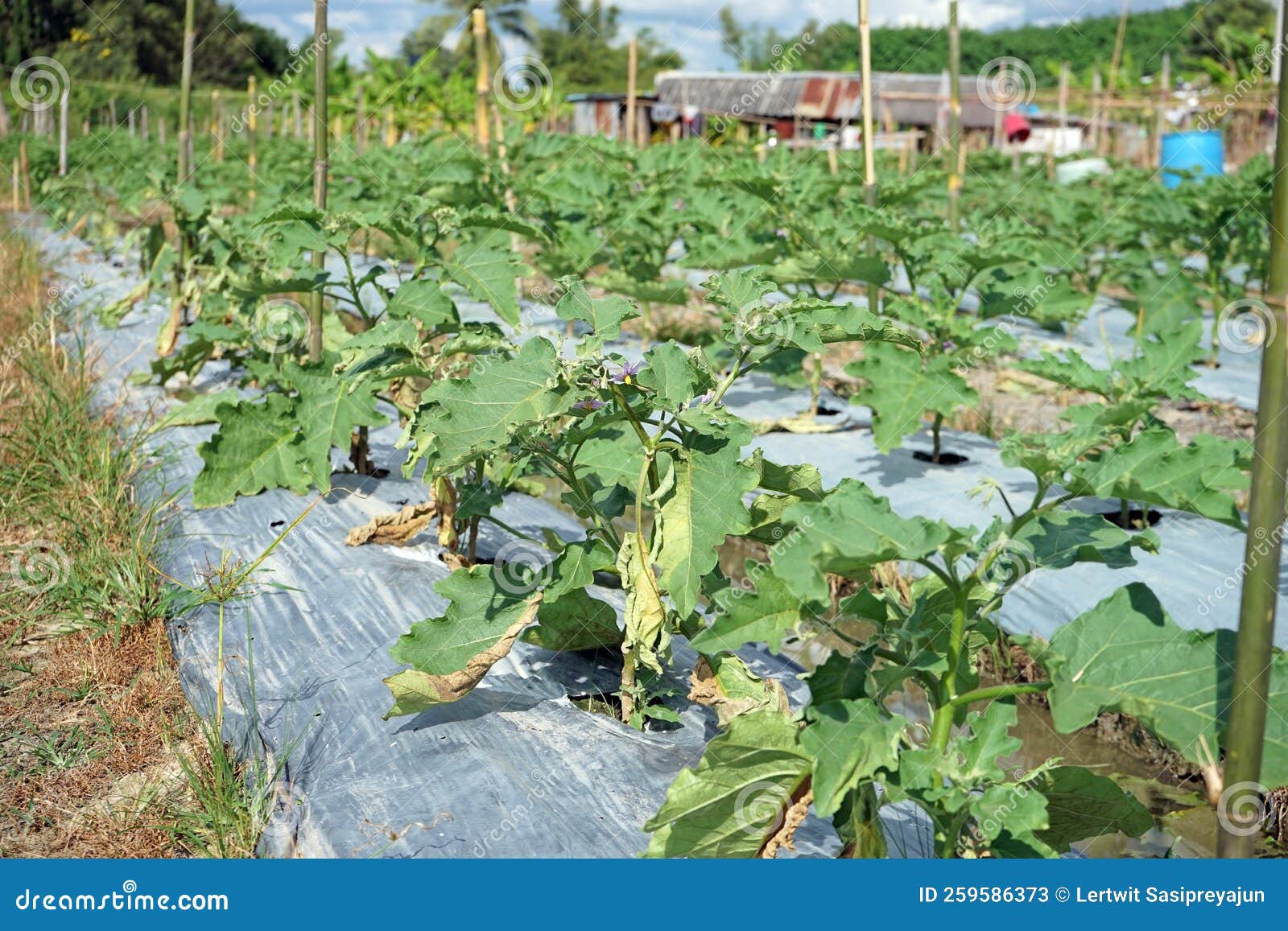 Egg Plant Wilt Disease Symptom Stock Image - Image of leaves, nature ...