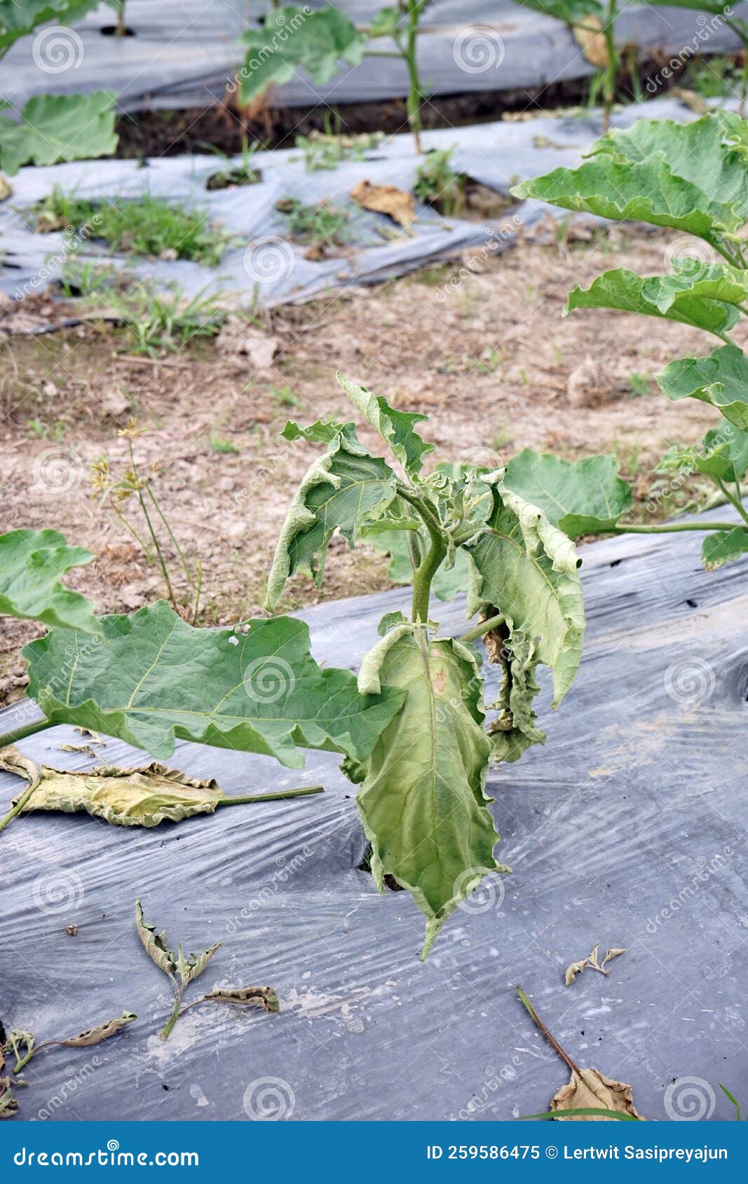 Egg Plant Wilt Disease Symptom Stock Image - Image of summer, branch ...