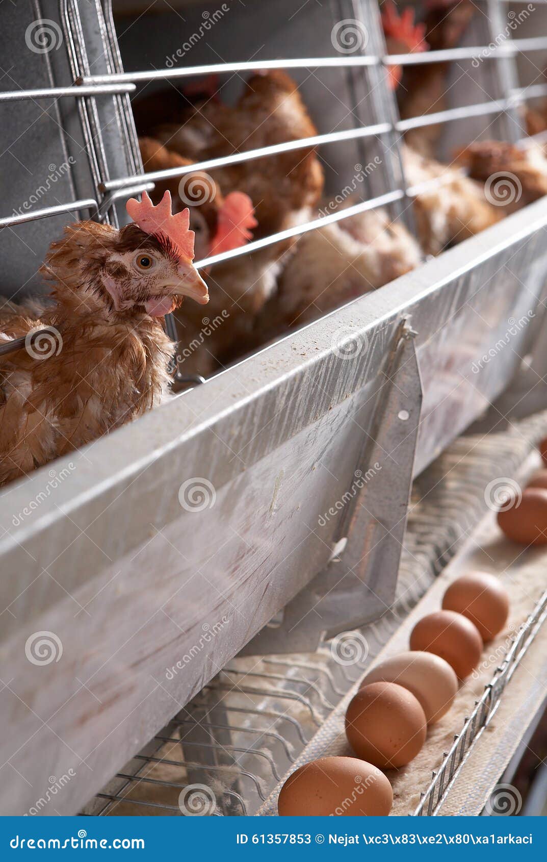 Egg production stock image. Image of factory, security - 61357853
