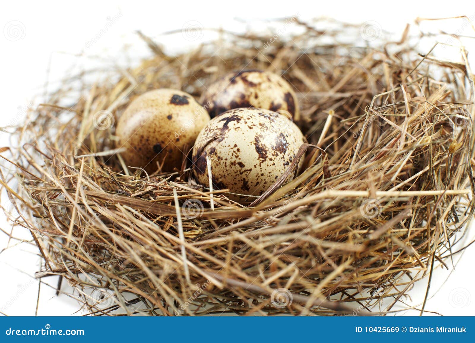 Real Nest And Blue Spotted Chipping Sparrow Eggs Stock Photography ...