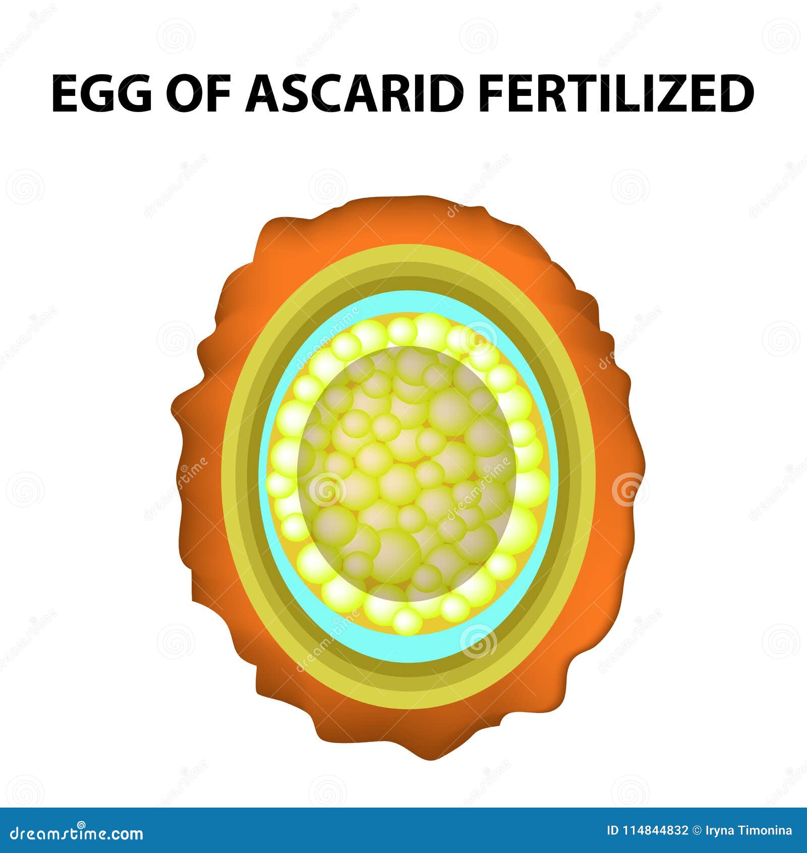 Ascaris Lumbricoides Egg Morphology