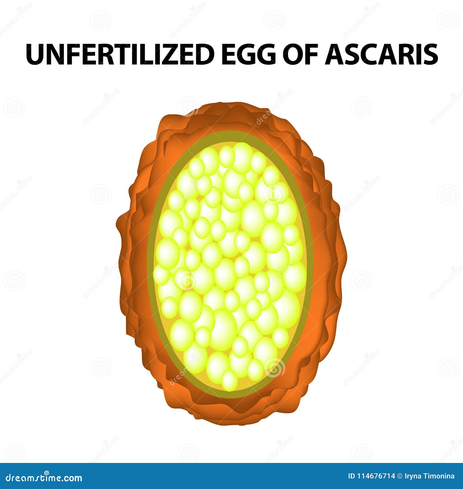 The Egg of the Roundworm Unfertilized. Structure of Ascaris Eggs ...