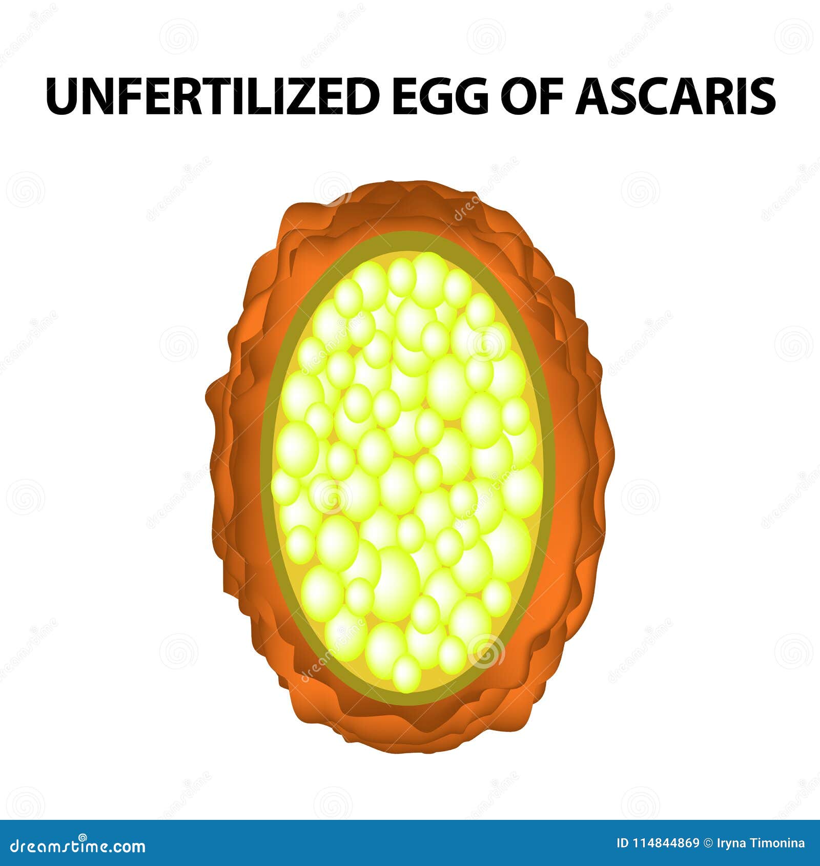 Ascaris The Structure Of An Adult. Fertilized And Unfertilized Egg. The ...