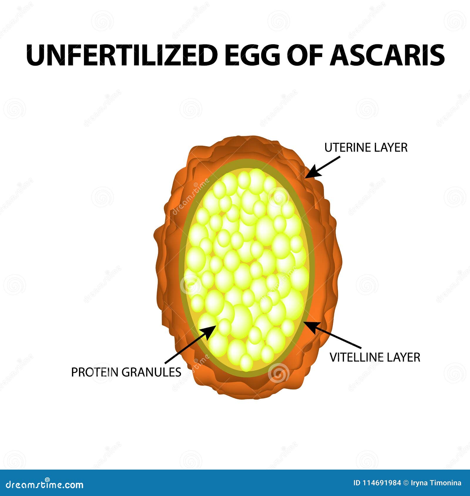 Ascaris The Structure Of An Adult. Fertilized And Unfertilized Egg. The ...