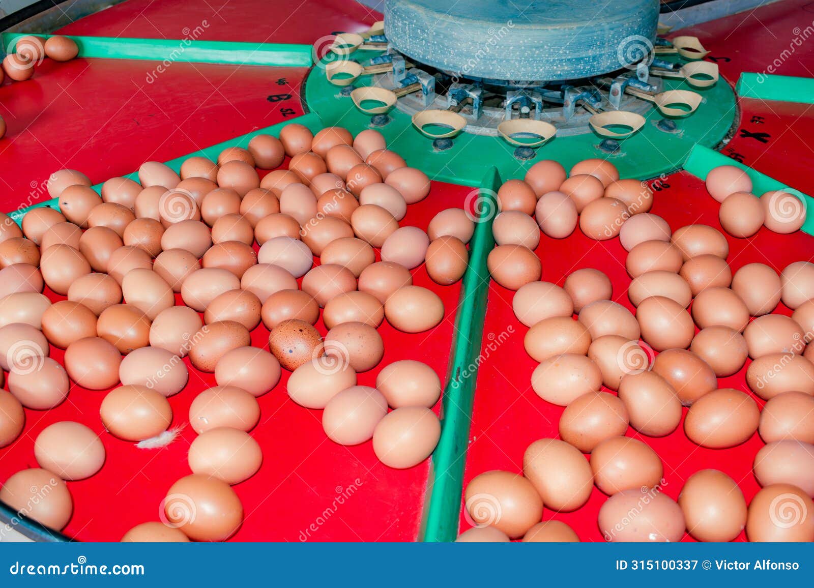 AUTOMATIC EGG SEPARATOR MACHINE Stock Image - Image of caged, rooster ...