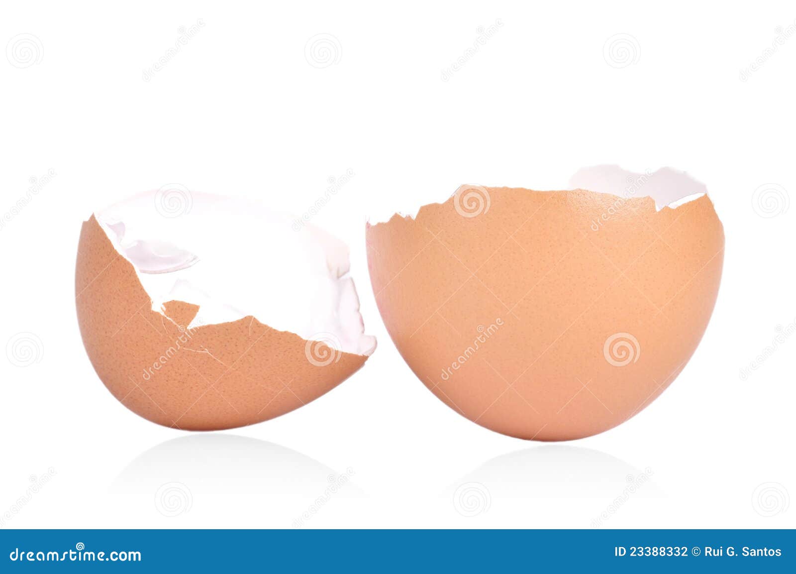 Egg Shell stock photo. Image of farming, farm, white - 23388332