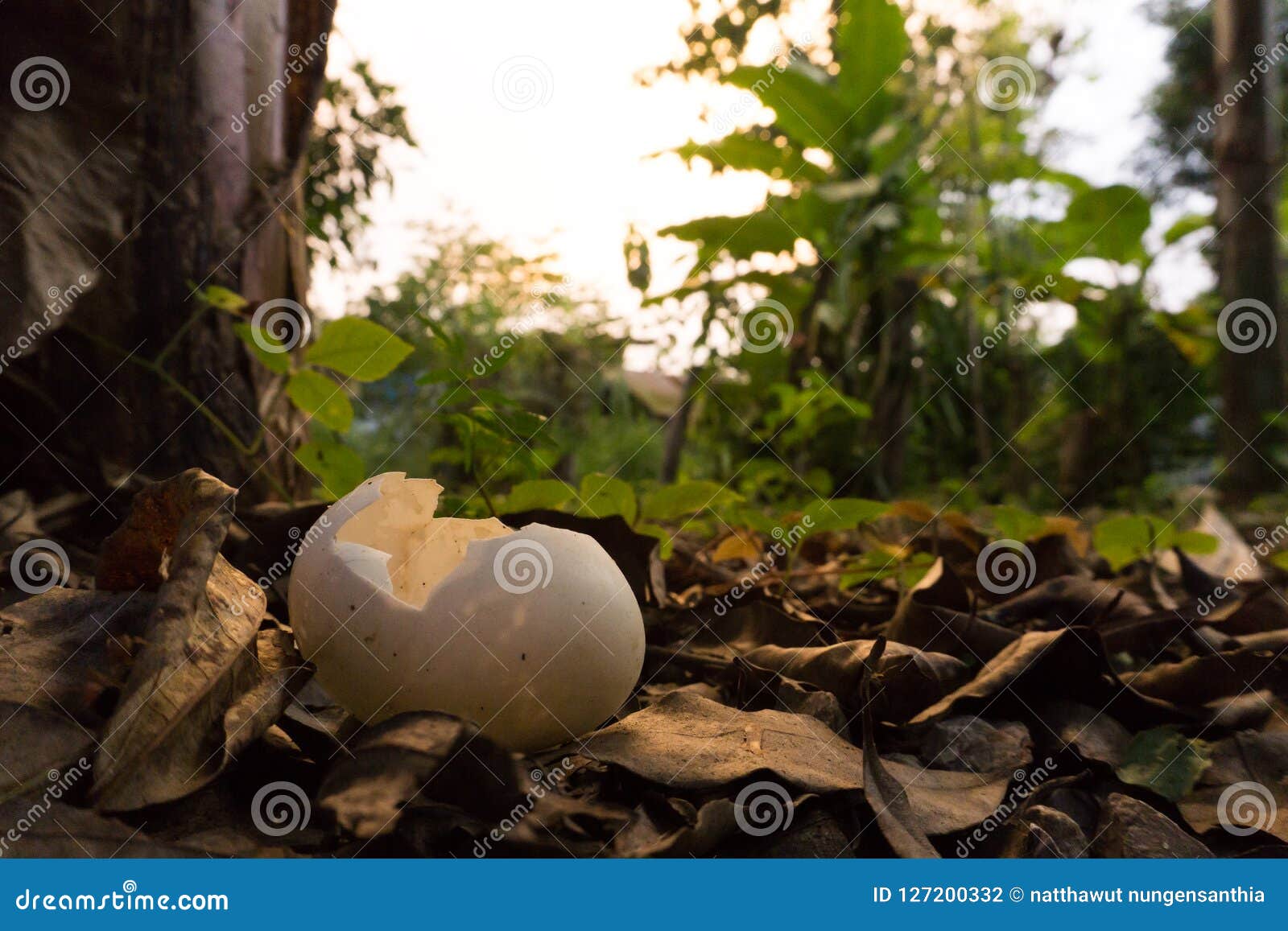 The Egg Shell that the Chicks Leave the Eggs Stock Photo - Image of ...