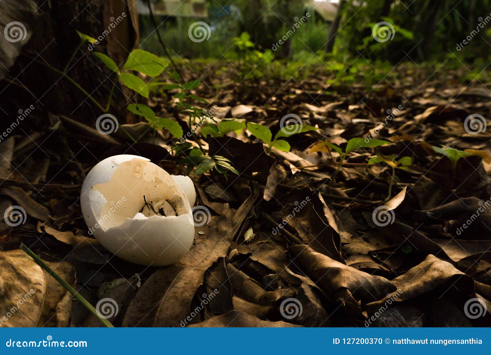 The Egg Shell that the Chicks Leave the Eggs Stock Photo - Image of ...