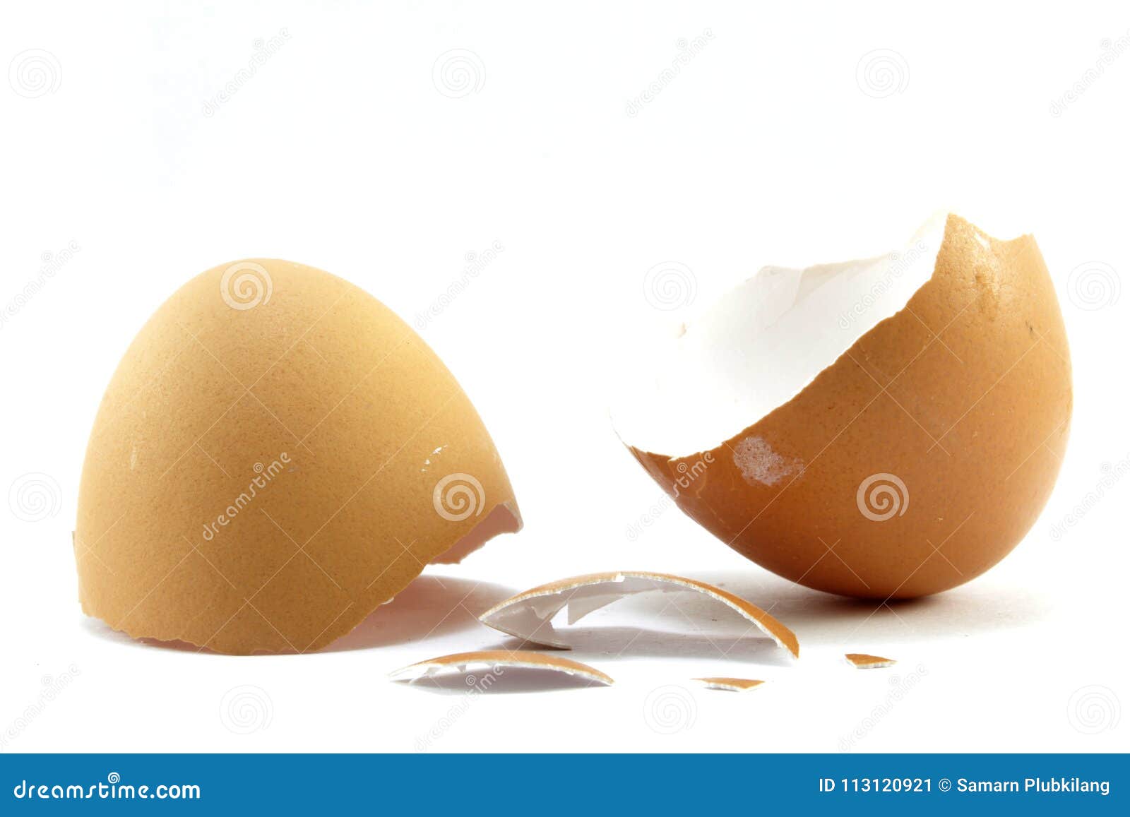 Egg shell stock image. Image of animal, oval, healthy - 113120921