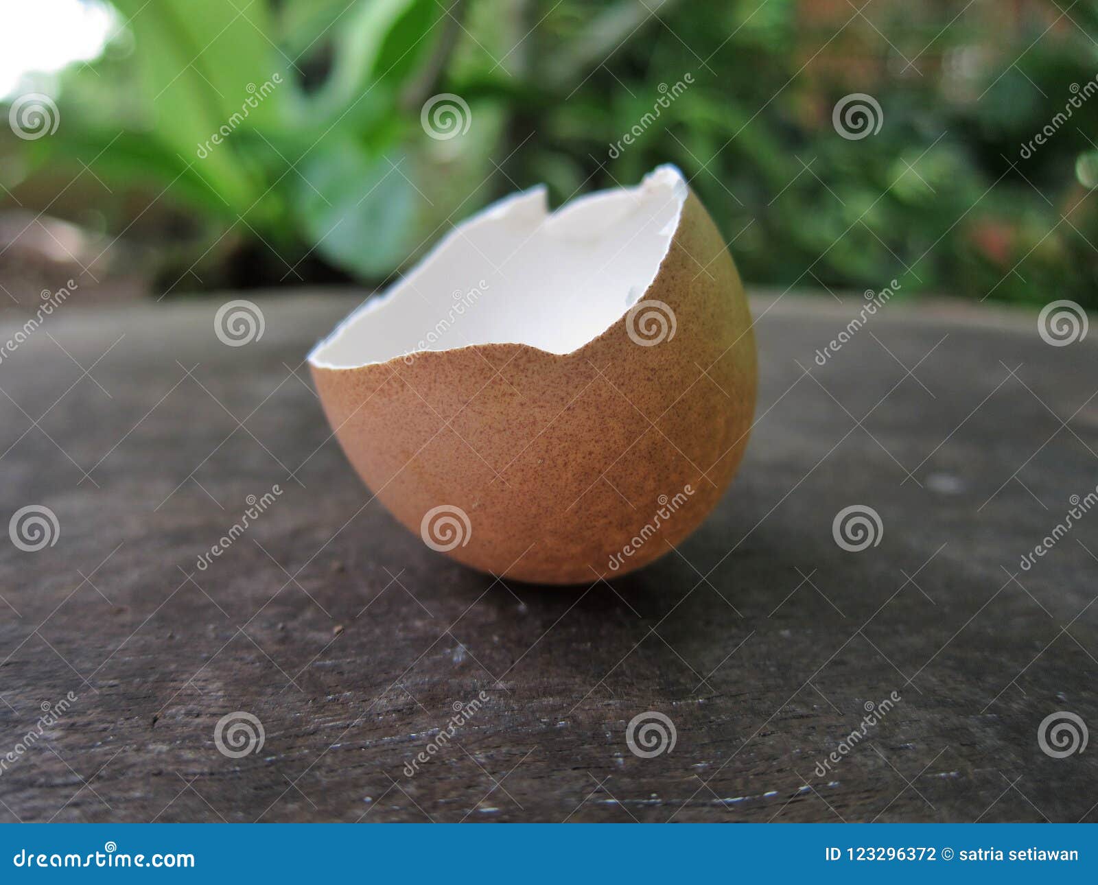 Egg shell stock photo. Image of leafphotography, unique - 123296372
