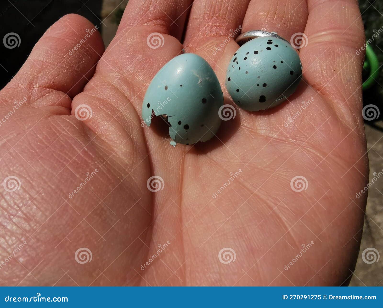 Egg Shell of a Turdus Viscivorus. Stock Image - Image of food, chain ...
