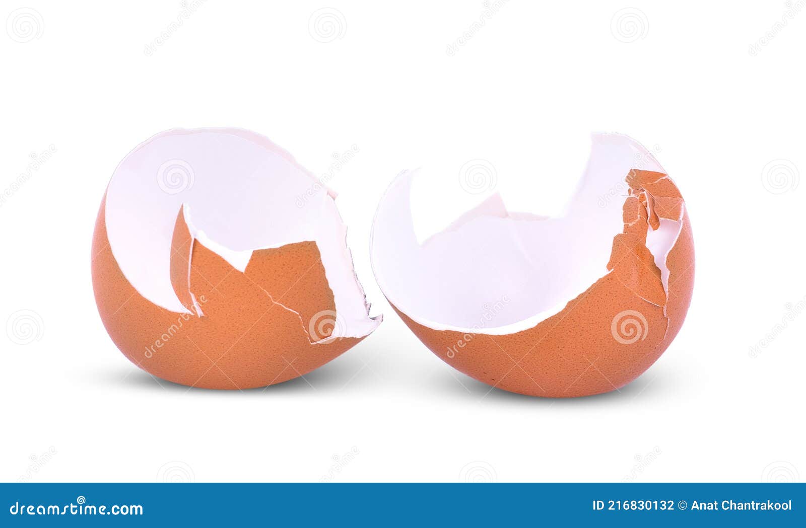Egg Shell on a White Background Stock Photo - Image of background ...