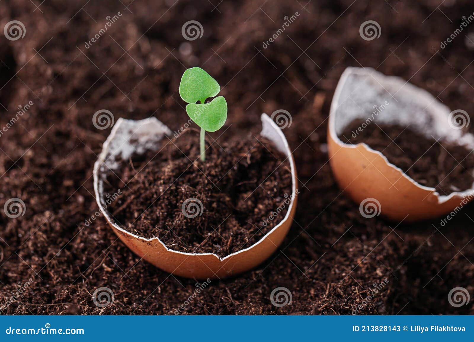 Egg Shells As Natural Fertilizer. Young Plant Growing in Egg Shell ...