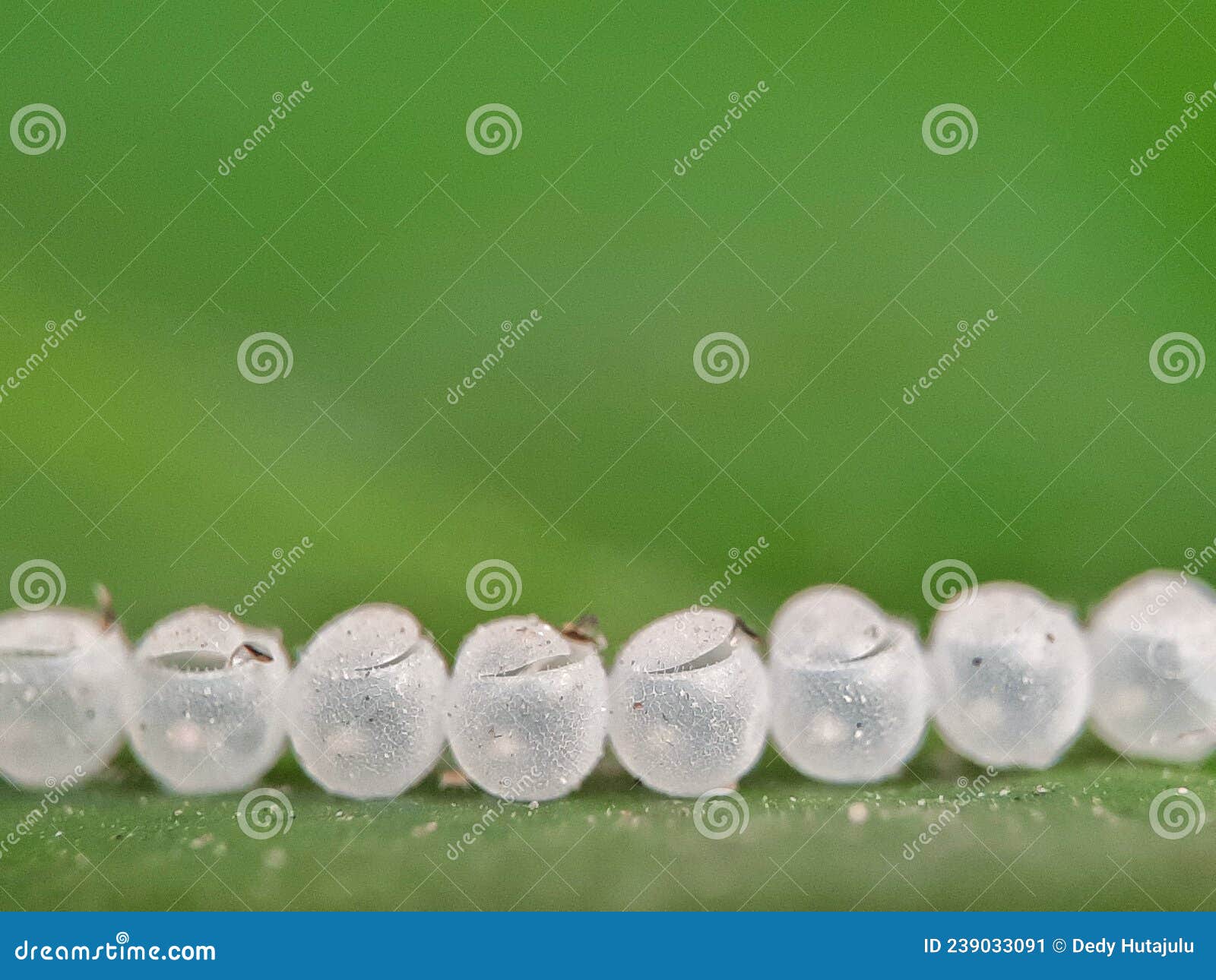 Egg Shells of Lined Bugs Laid on Green Leaves Stock Image - Image of ...