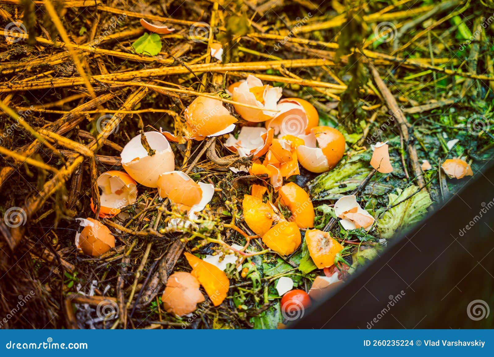 Egg Shells and Other Organic Human Waste on a Compost Heap. Secondary ...