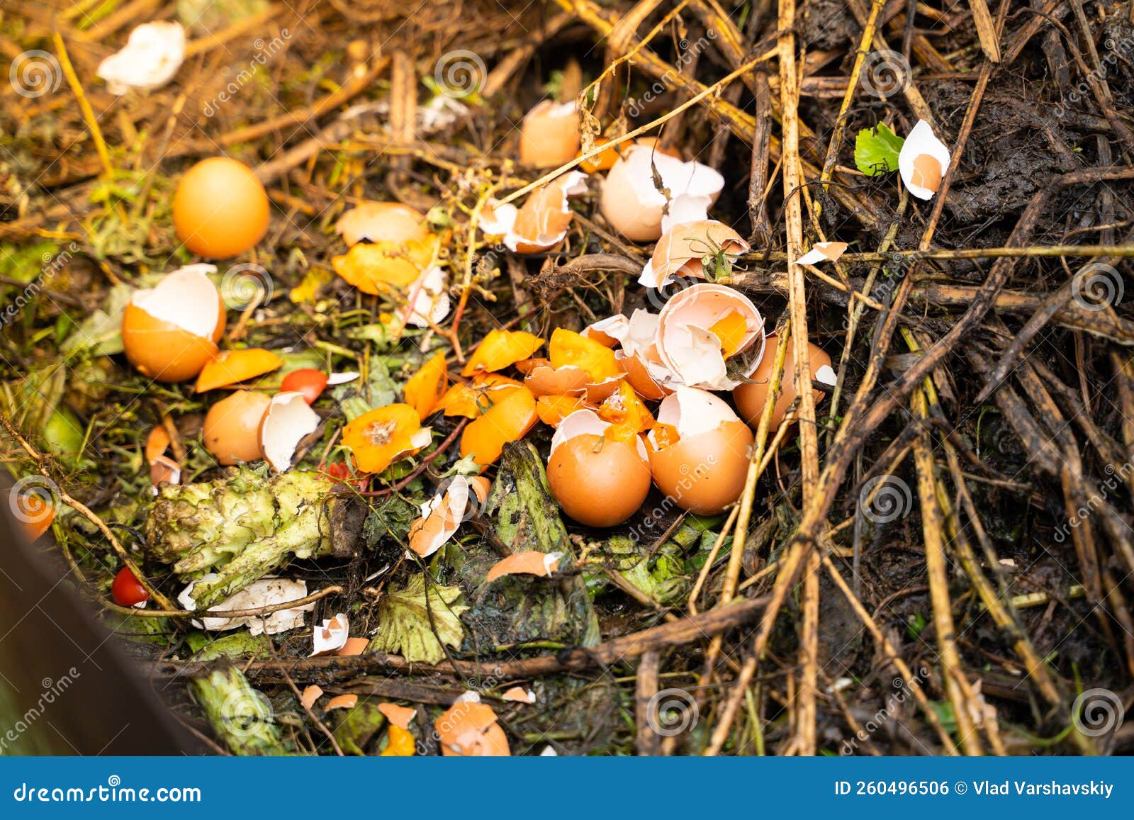 Egg Shells and Other Organic Human Waste on a Compost Heap. Secondary ...