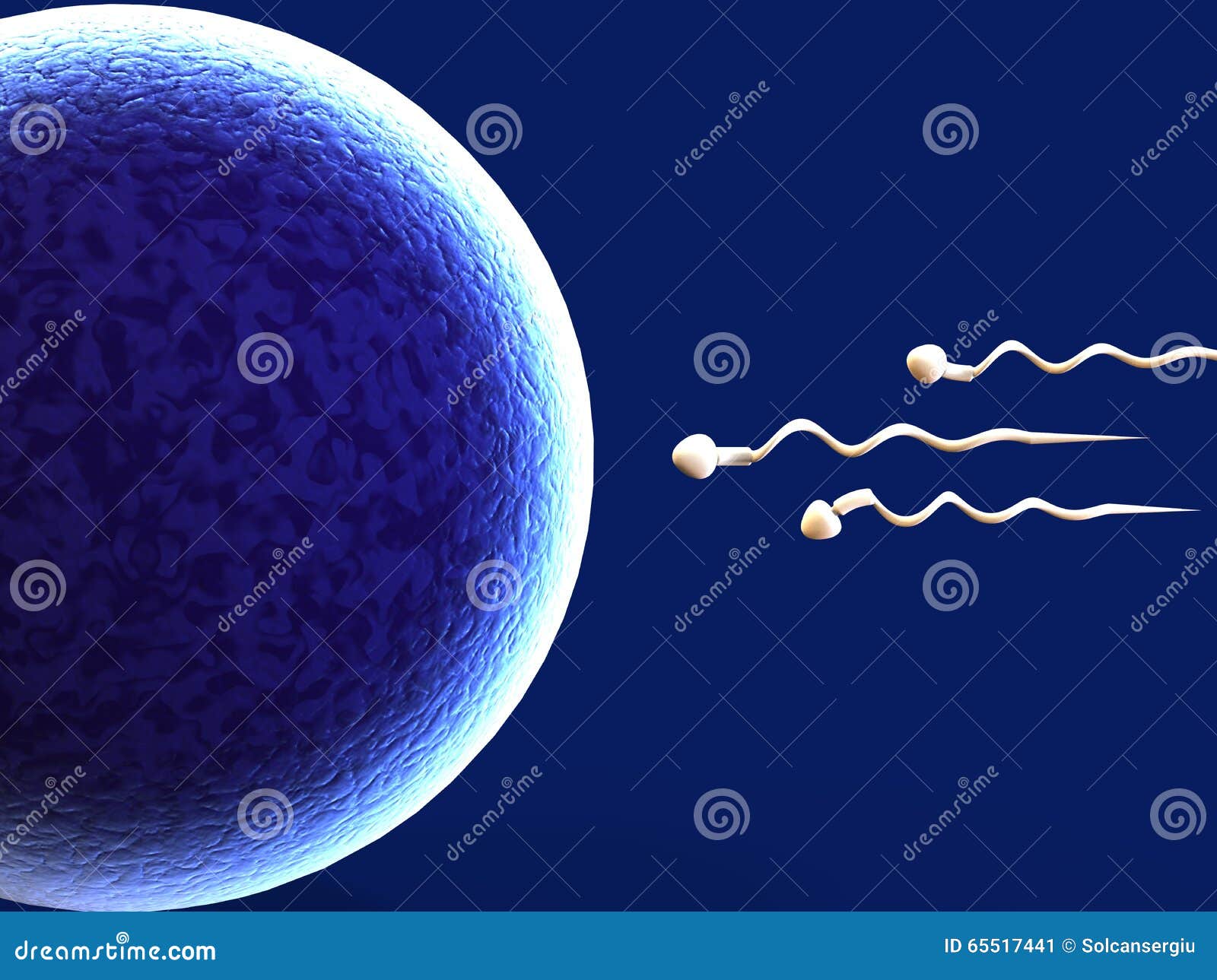 Egg and sperm stock illustration. Illustration of organic - 65517441