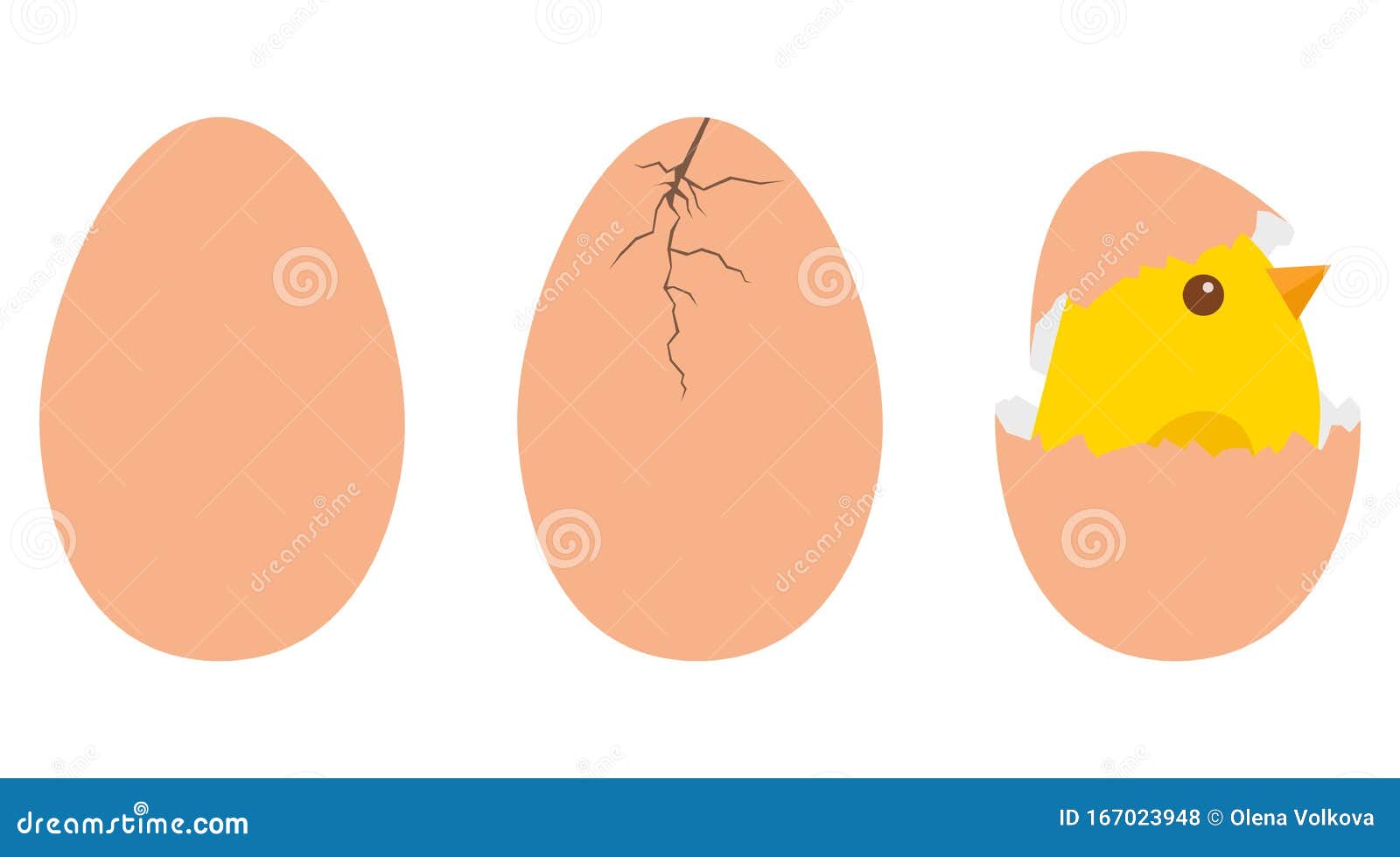 Egg. the Step-by-step Process of Hatching a Chicken from an Egg. Egg ...