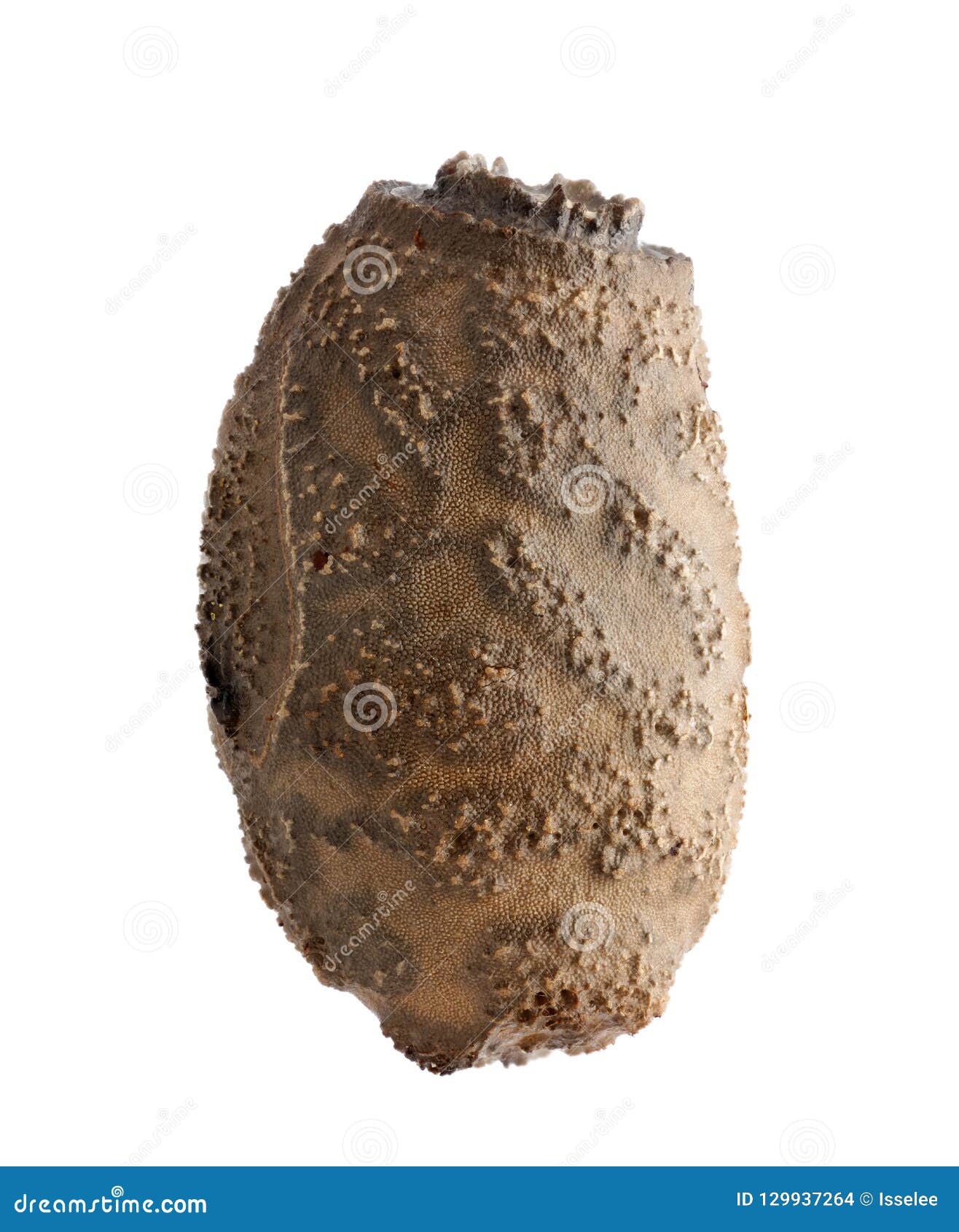 Egg of Stick Insect - Diapherodes Gigantea 5.3 Mm Stock Photo - Image ...