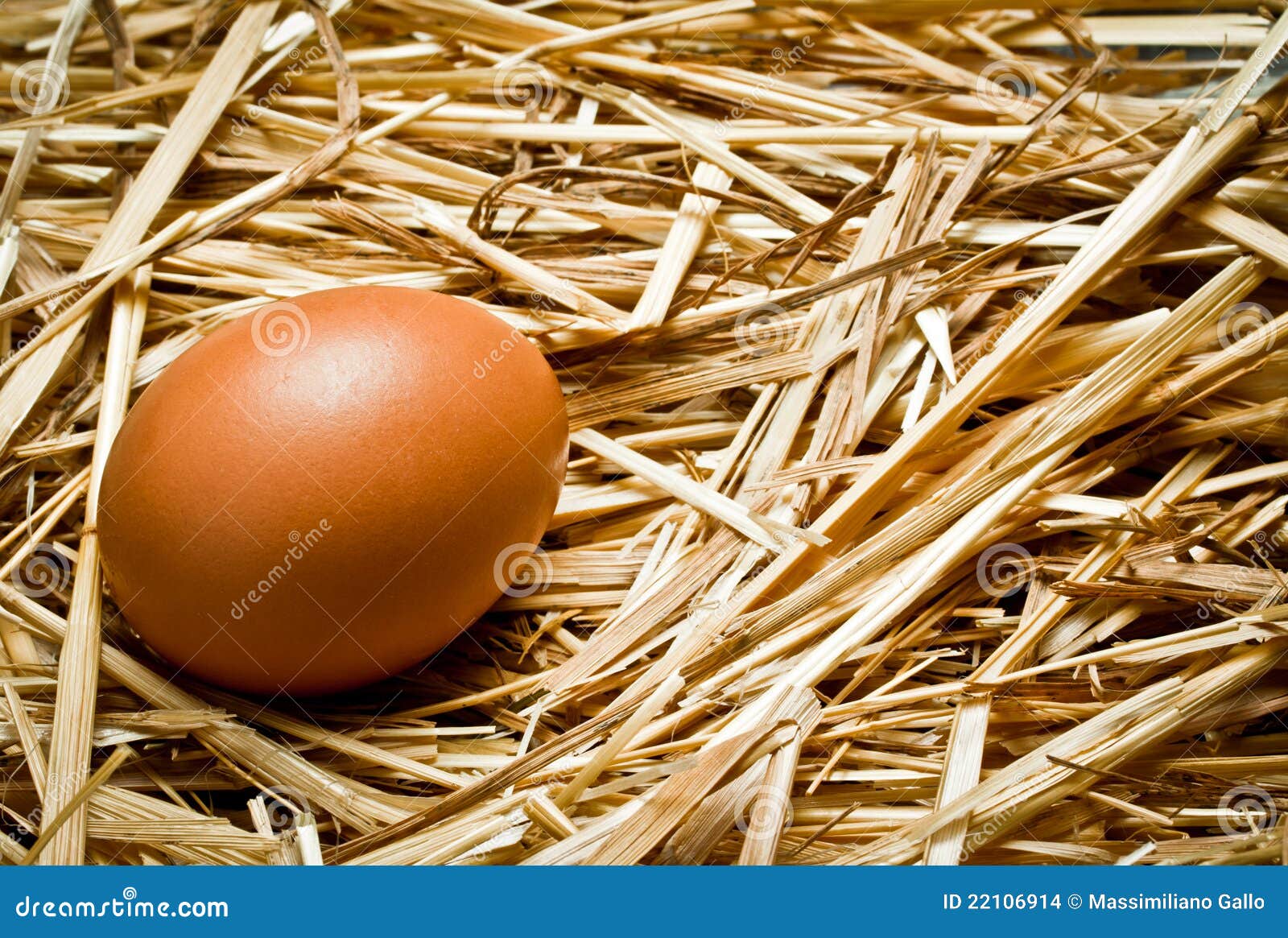 Egg on the straw stock photo. Image of animal, breakfast - 22106914