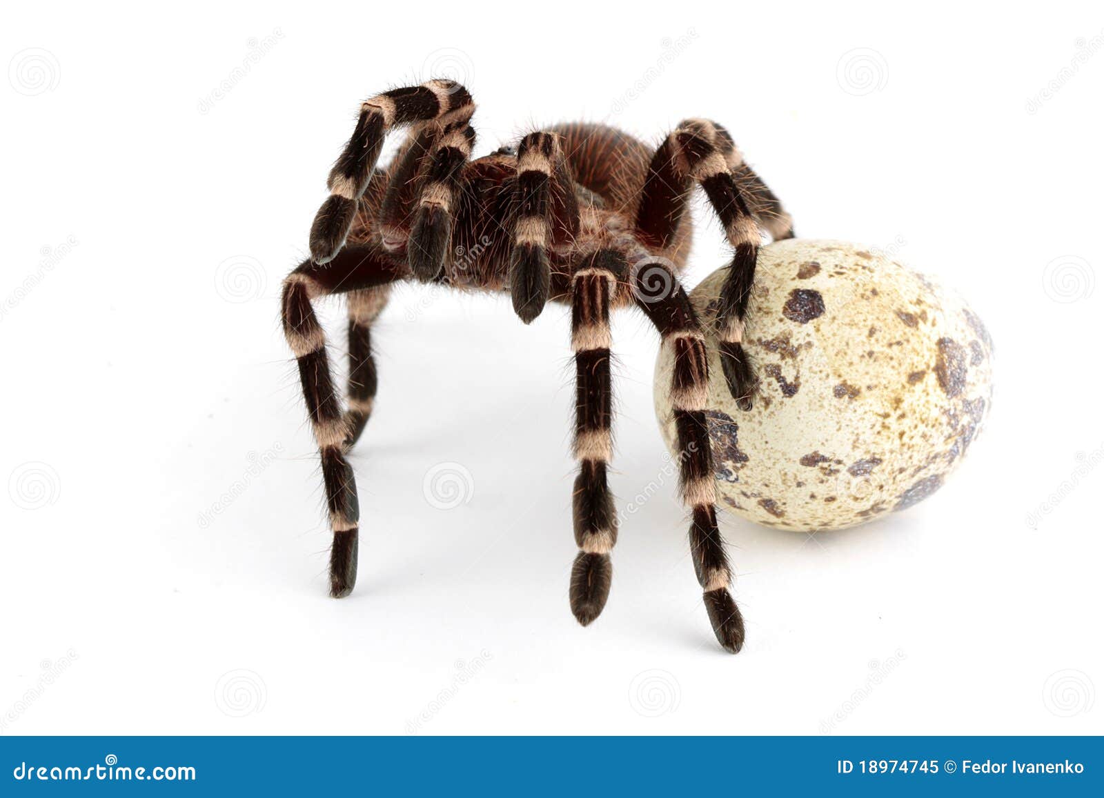 Egg and the Tarantula Spider Stock Image - Image of hold, tarantula ...