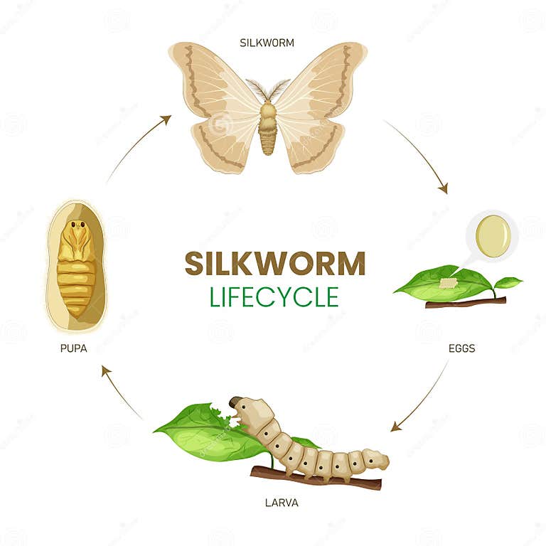 From Egg To Silk Exploring the Fascinating Lifecycle of Silkworms Stock ... From Egg To Silk Exploring the Fascinating Lifecycle of Silkworms Stock ...