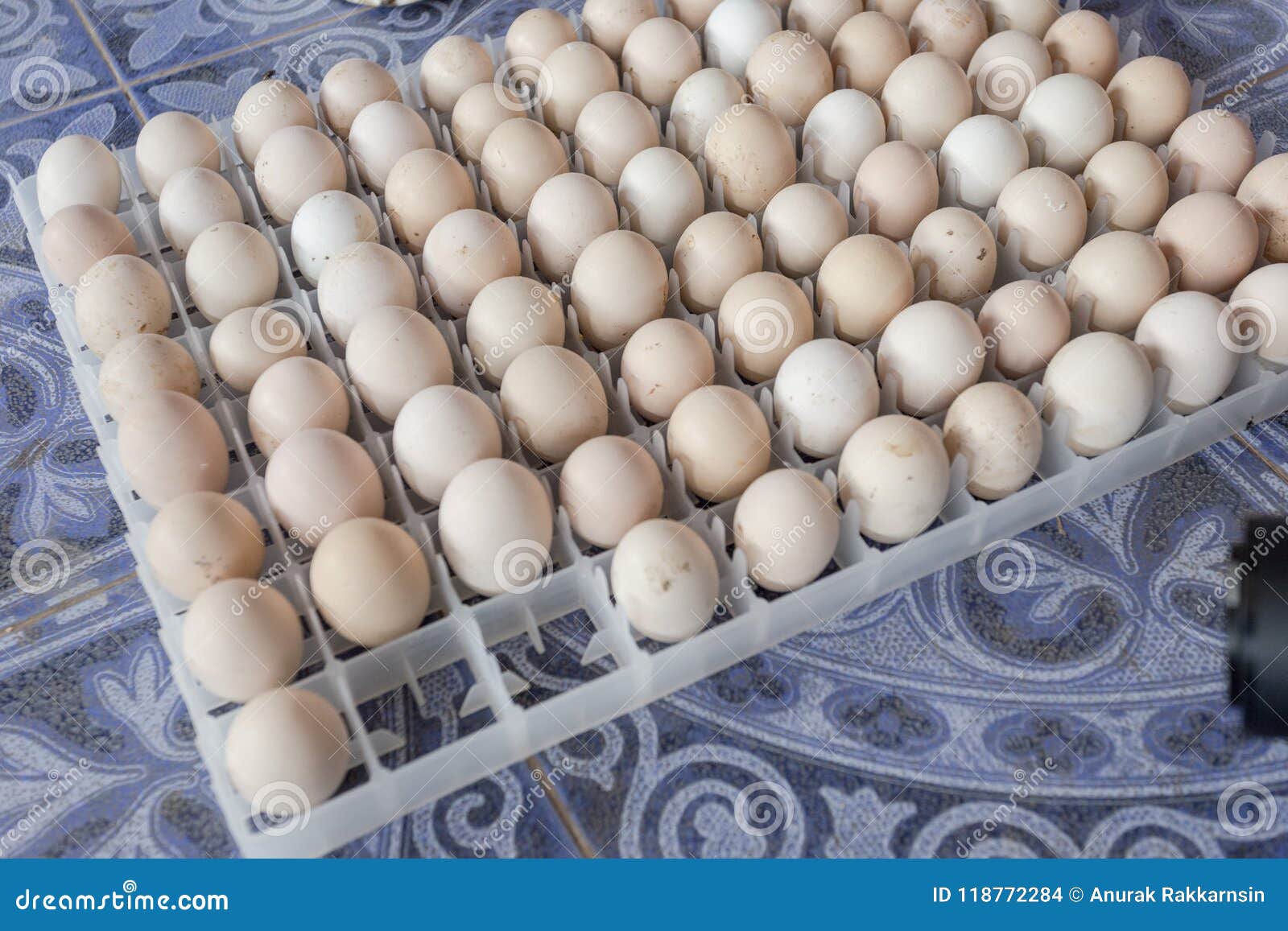 Egg wait born in farm stock photo. Image of farming - 118772284