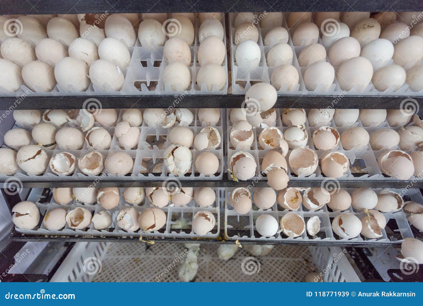 Egg wait born in farm stock image. Image of farming - 118771939