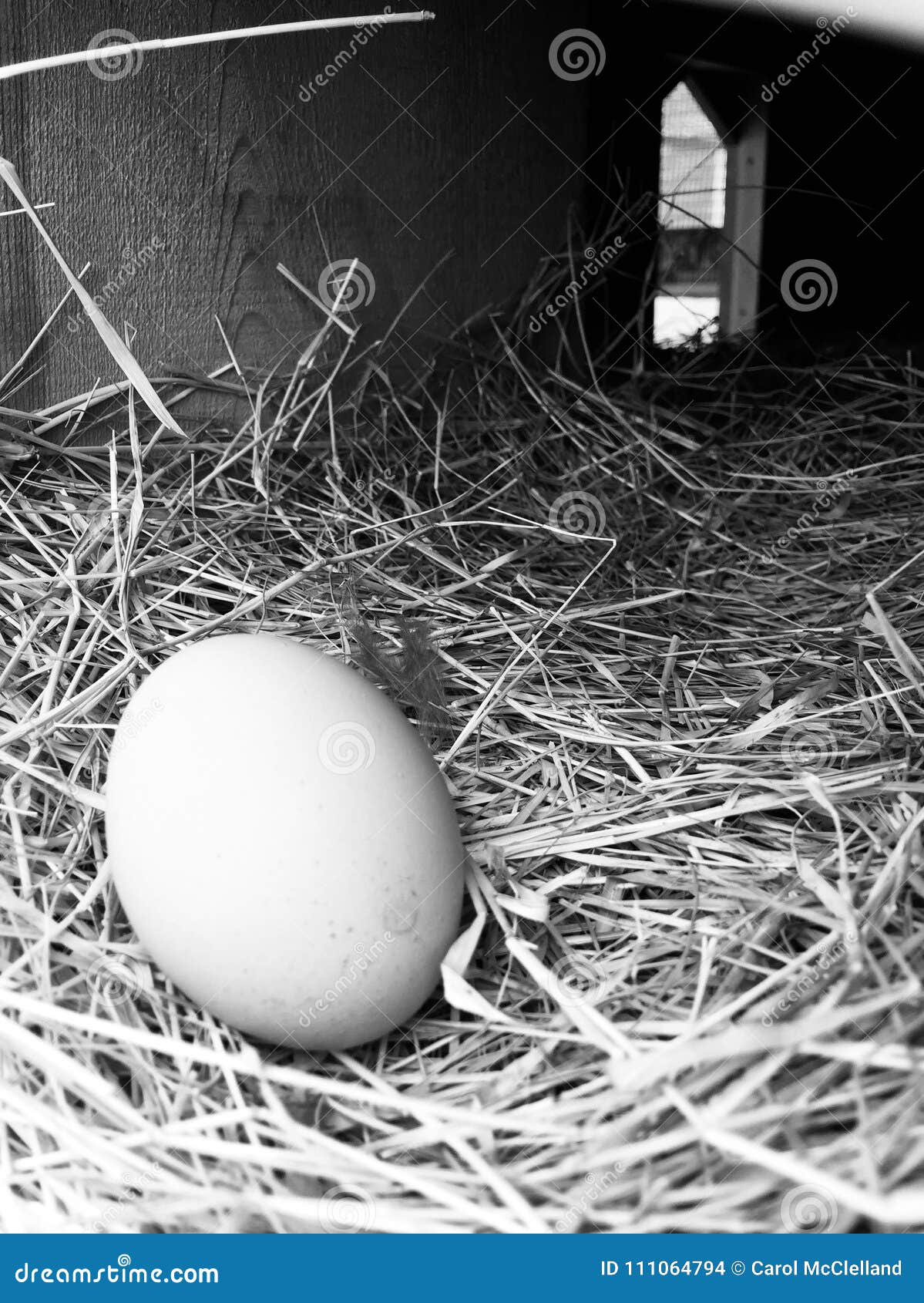 Eggactly! stock photo. Image of chicken, eggactly, straw - 111064794