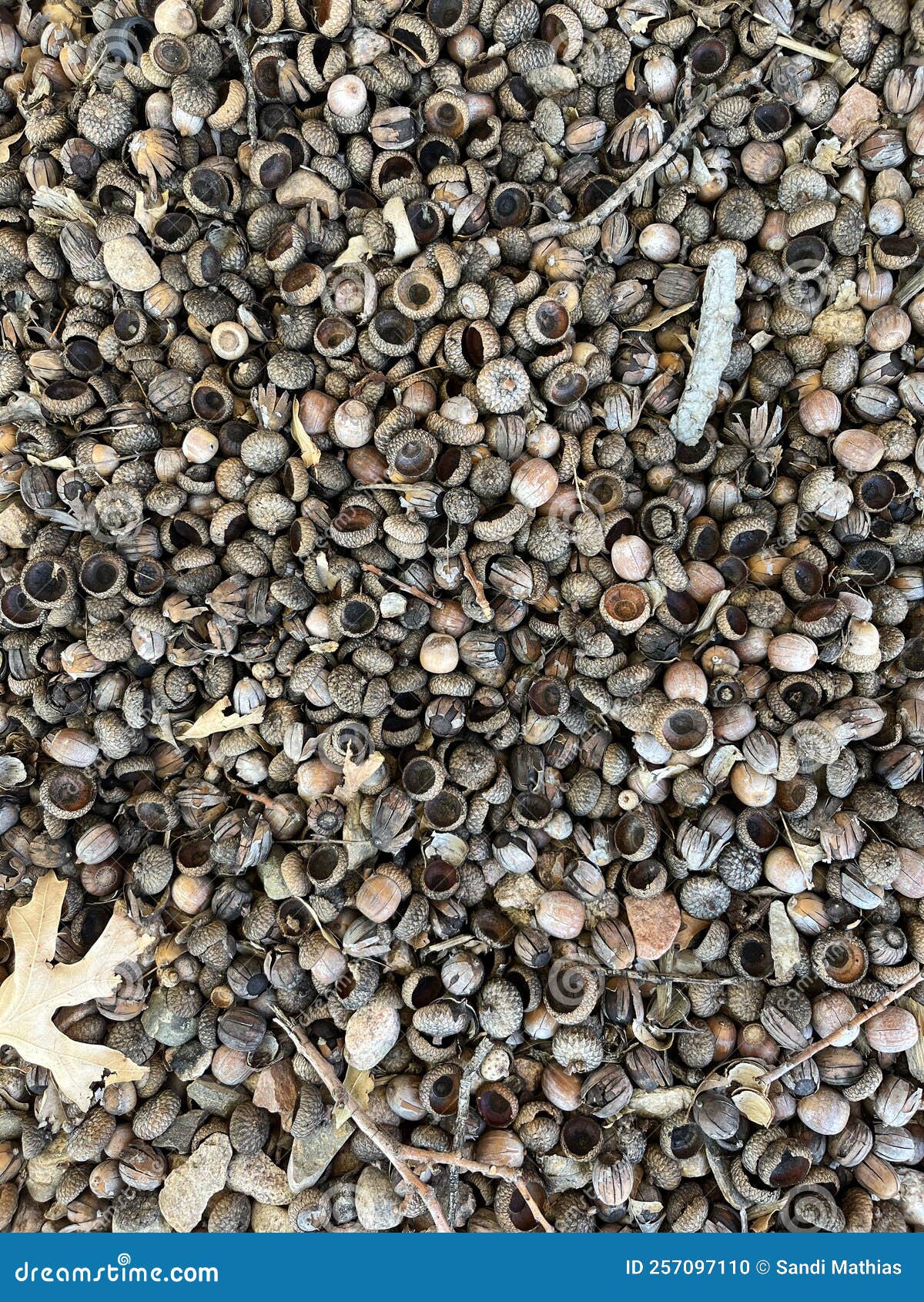 Eggcorn Stock Photos - Free & Royalty-Free Stock Photos from Dreamstime