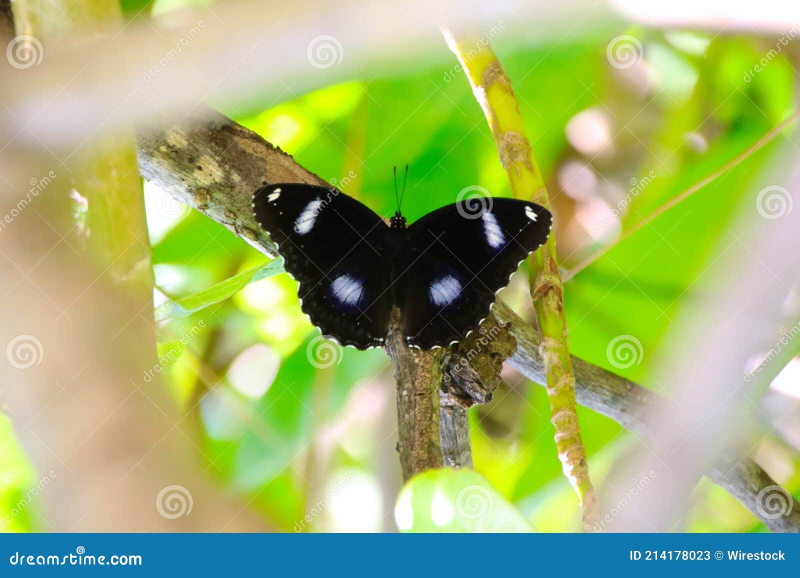 Eggfly Butterfly, Common Eggfly - Hypolimnas Bolina Stock Image - Image ...
