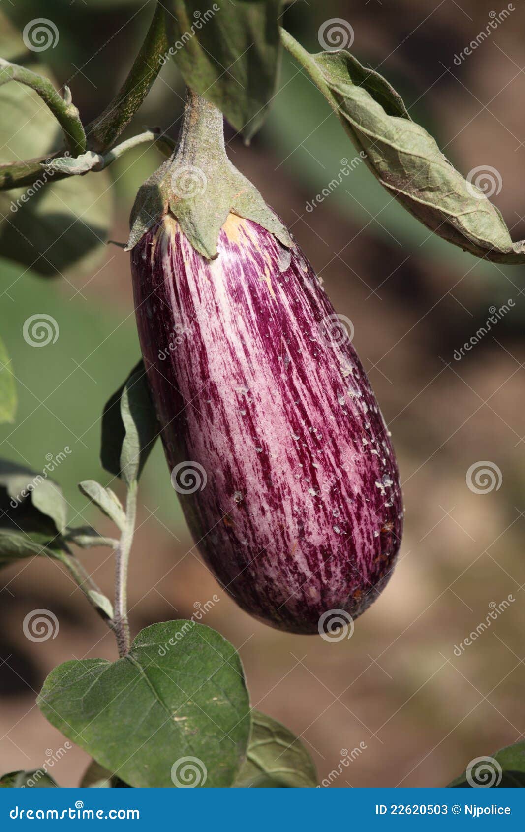 Eggplant stock image. Image of plants, eggplant, countryside - 22620503