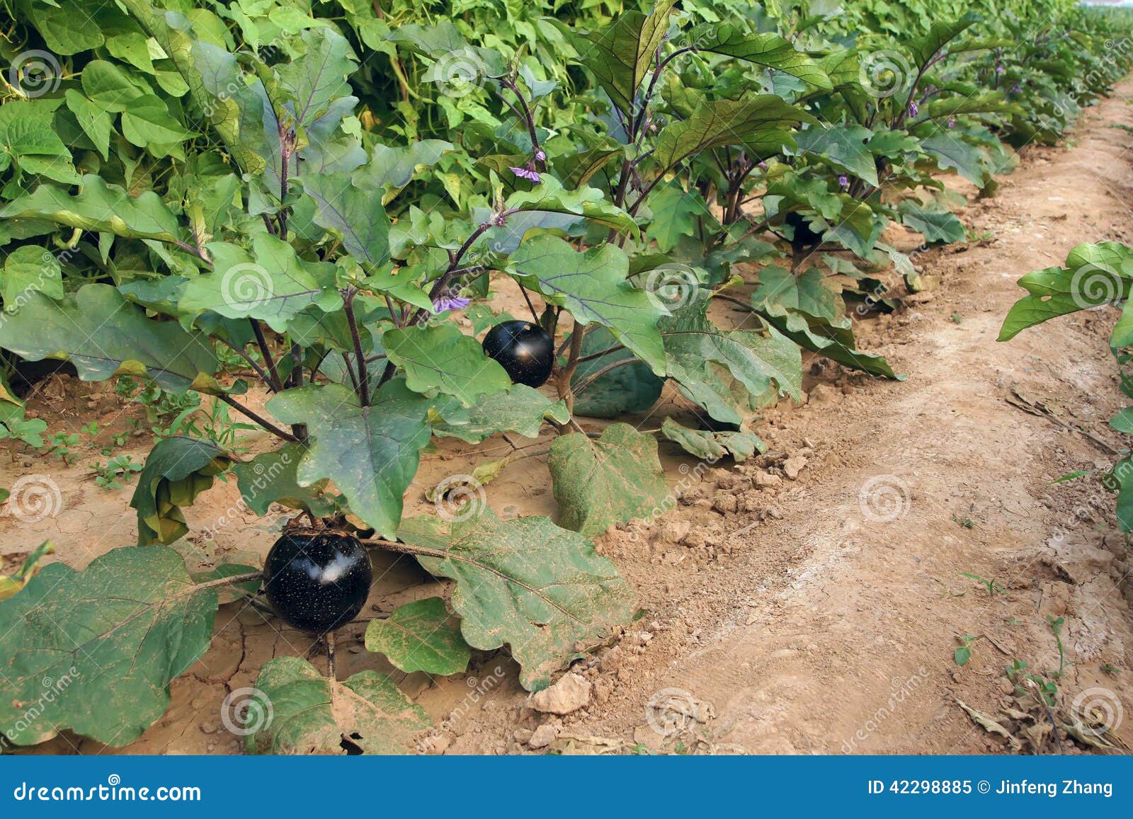 Eggplant stock image. Image of vegetable, plant, solanaceae - 42298885