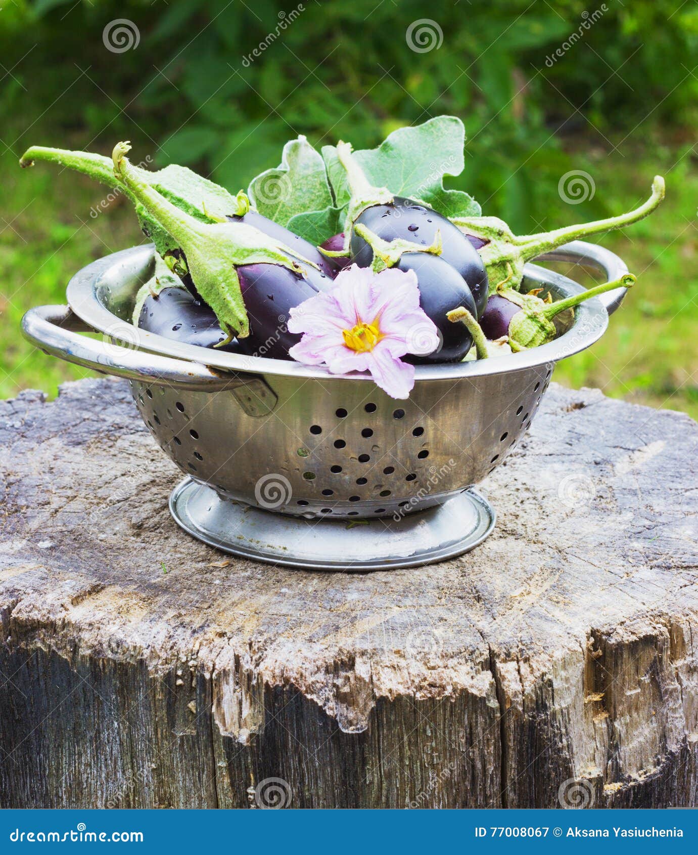 Eggplant in a Colander in the Street on Stump Garden Stock Image ...