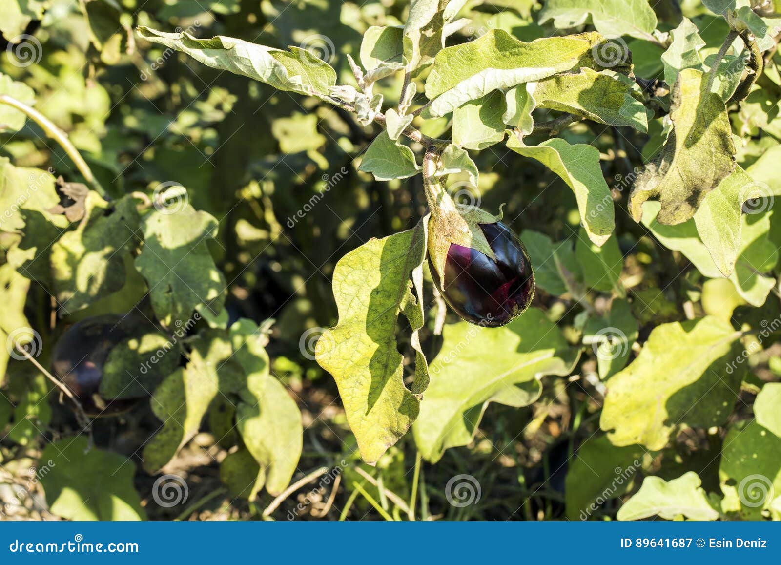 Eggplant Field stock image. Image of farming, glasshouse - 89641687