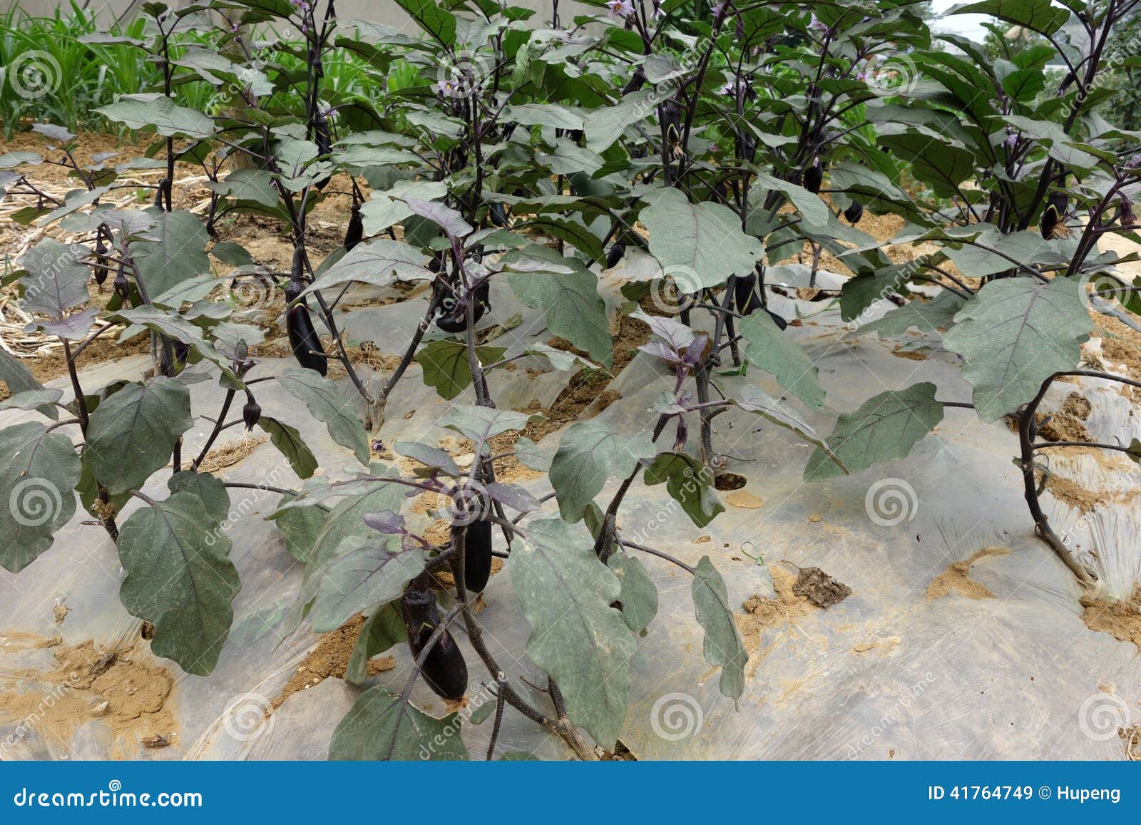 Eggplant fields stock image. Image of grow, cultivated - 41764749