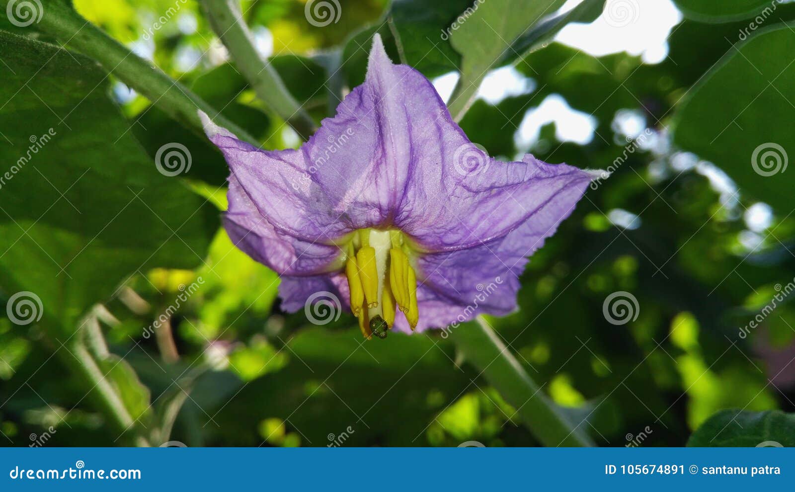 Eggplant flowers stock image. Image of flowers, tree - 105674891