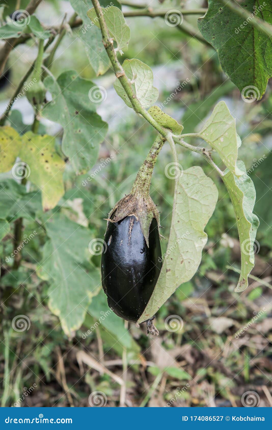 Eggplant fruit on tree stock image. Image of plantation - 174086527