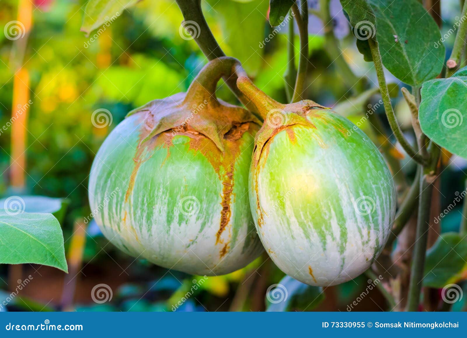 Eggplant giant stock image. Image of nutrition, golden - 73330955