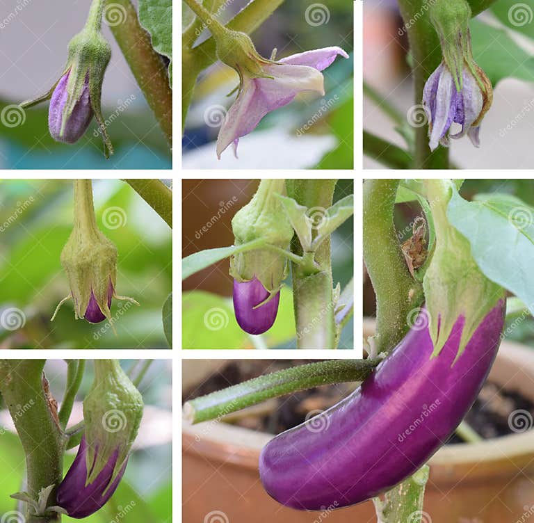 Eggplant growth stages stock image. Image of concept - 66386821