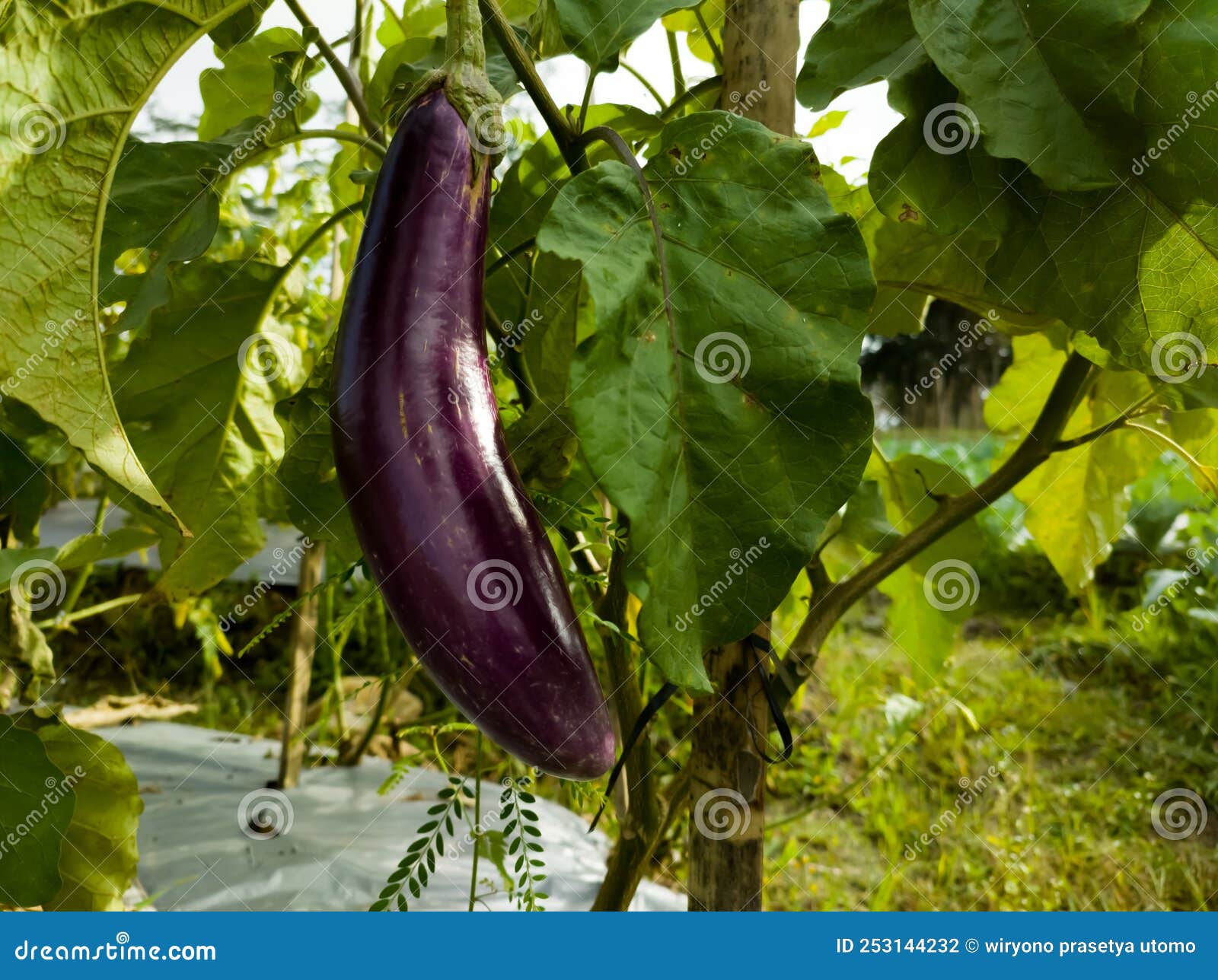An Eggplant Plant Growing in an Agricultural Field Stock Photo - Image ...
