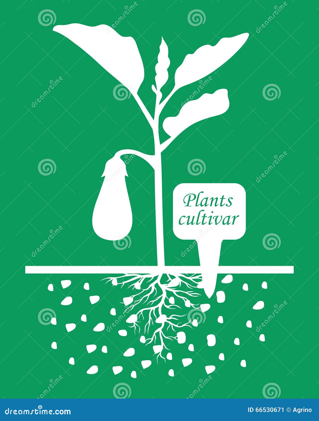 Eggplant Plants With Label Cultivar On Green Background Cartoon Vector ...
