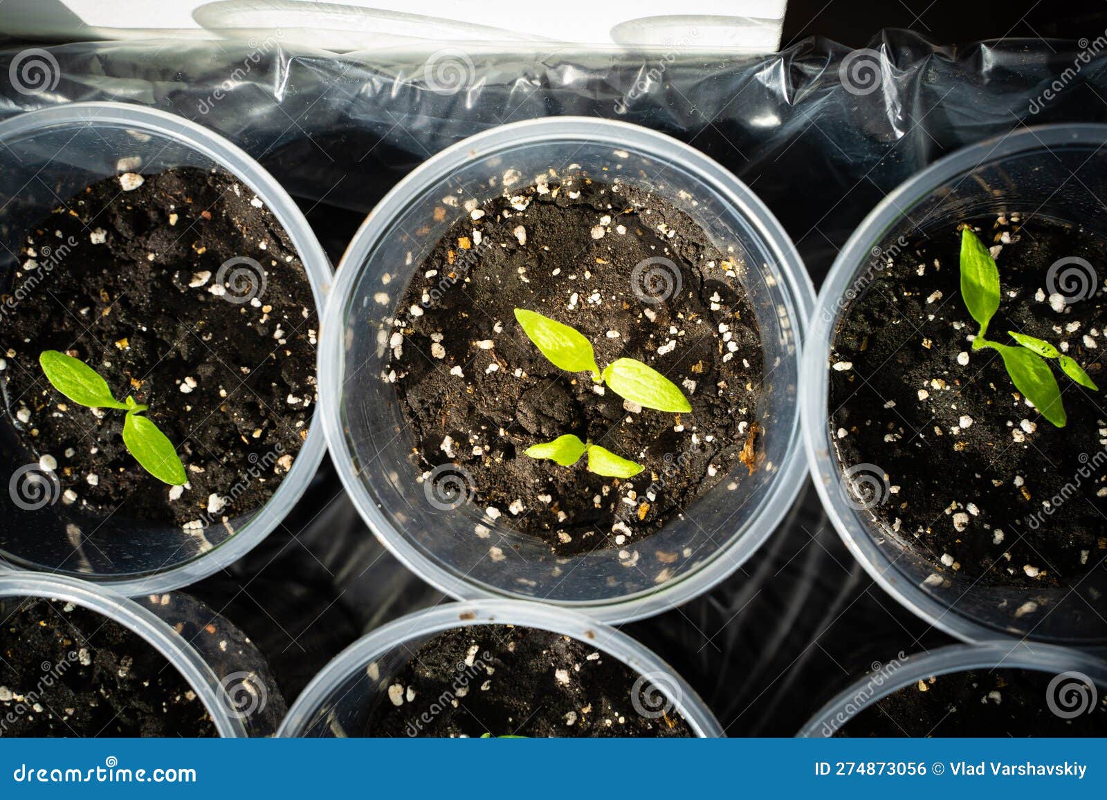 Eggplant Seedling Close-up. Germination of Vegetable Seeds in Plastic ...
