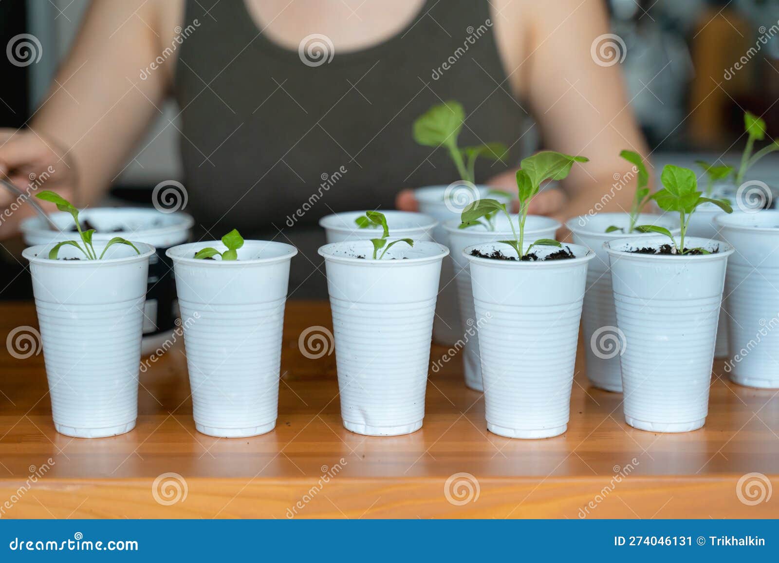 Eggplant Seedlings in White Plastic Cups. Eggplant Seedling Stock Image ...