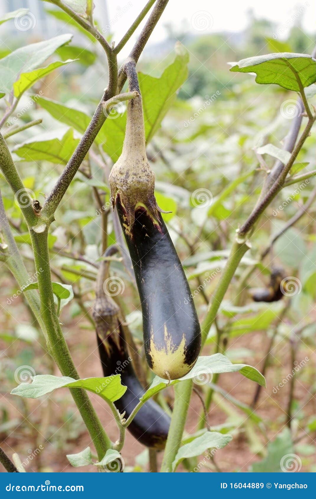Eggplant tree stock image. Image of land, vegetables - 16044889