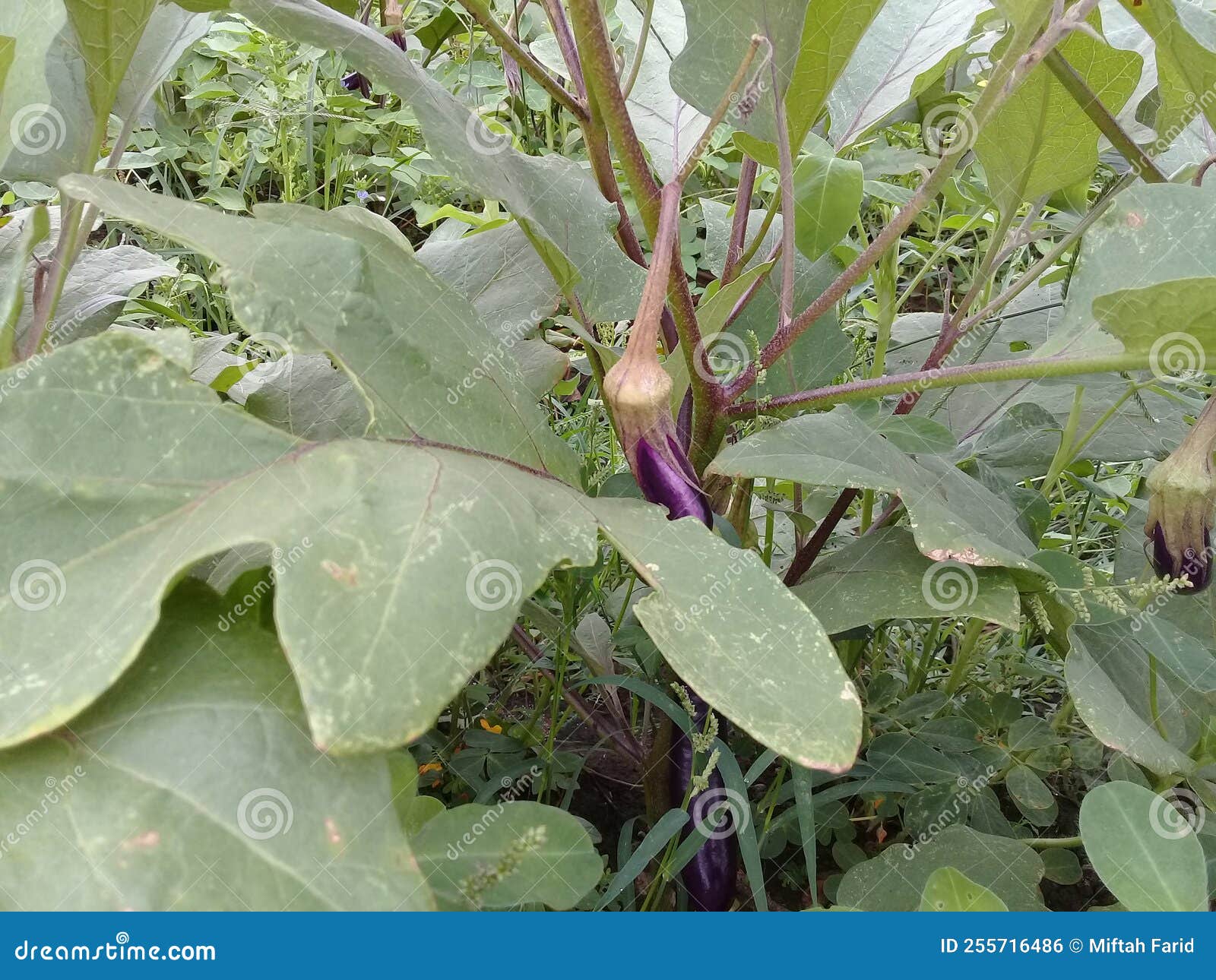 Eggplant Tree Bearing Small Purple Eggplant Stock Photo - Image of ...