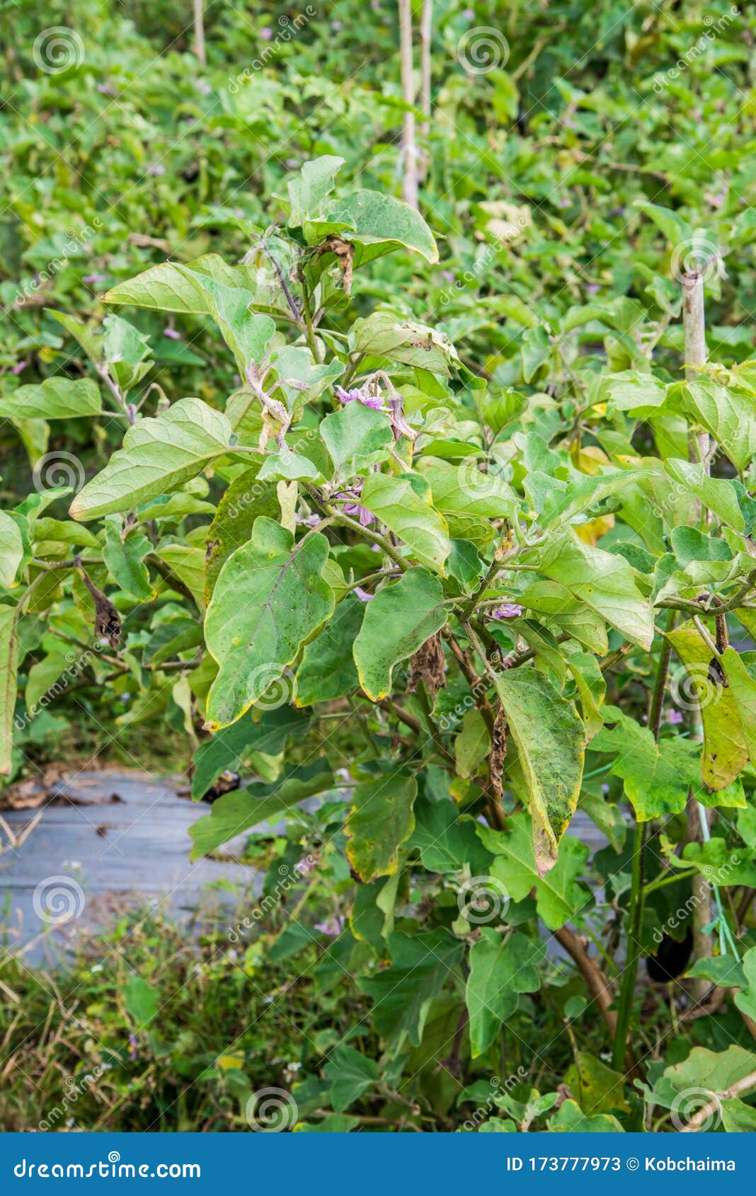 Eggplant Tree in Agricultural Plot Stock Image - Image of nutrition ...